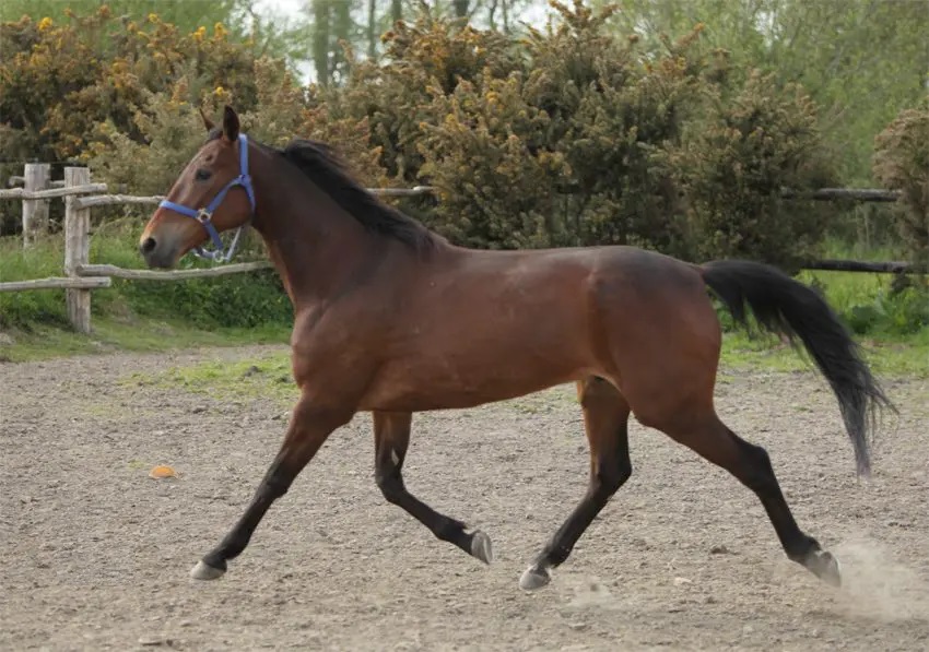 Acheter un cheval de course avec Didier Louis Chevaux en parts
